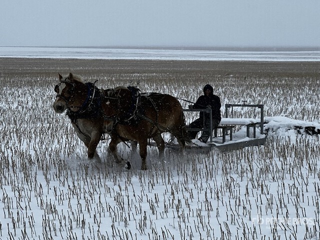 Brian Martin - Regina, SK (Jerry & Buck) | Ritchie Bros. Auctioneers
