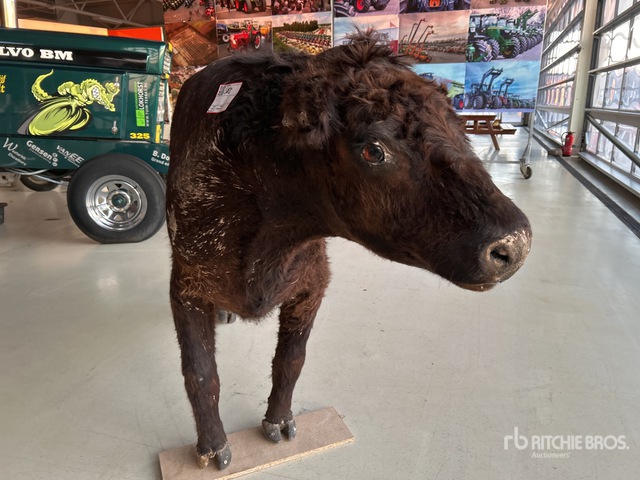 Prepared Cattle | Ritchie Bros. Auctioneers